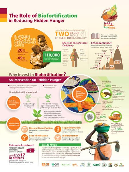 Can agronomic biofortification boost nutrition in maize?