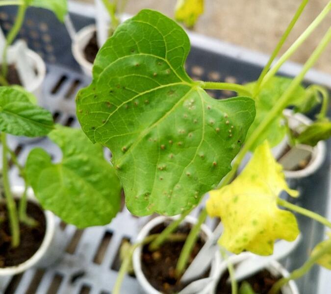 Bean Rust Project | Alliance Bioversity International - CIAT