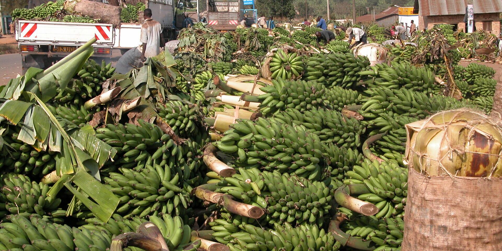 Biotechnological methodologies for the Improvement of Banana