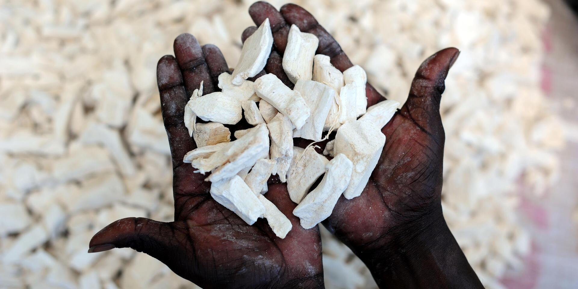 Tool for an economic analysis of cassava and dried cassava chips ...