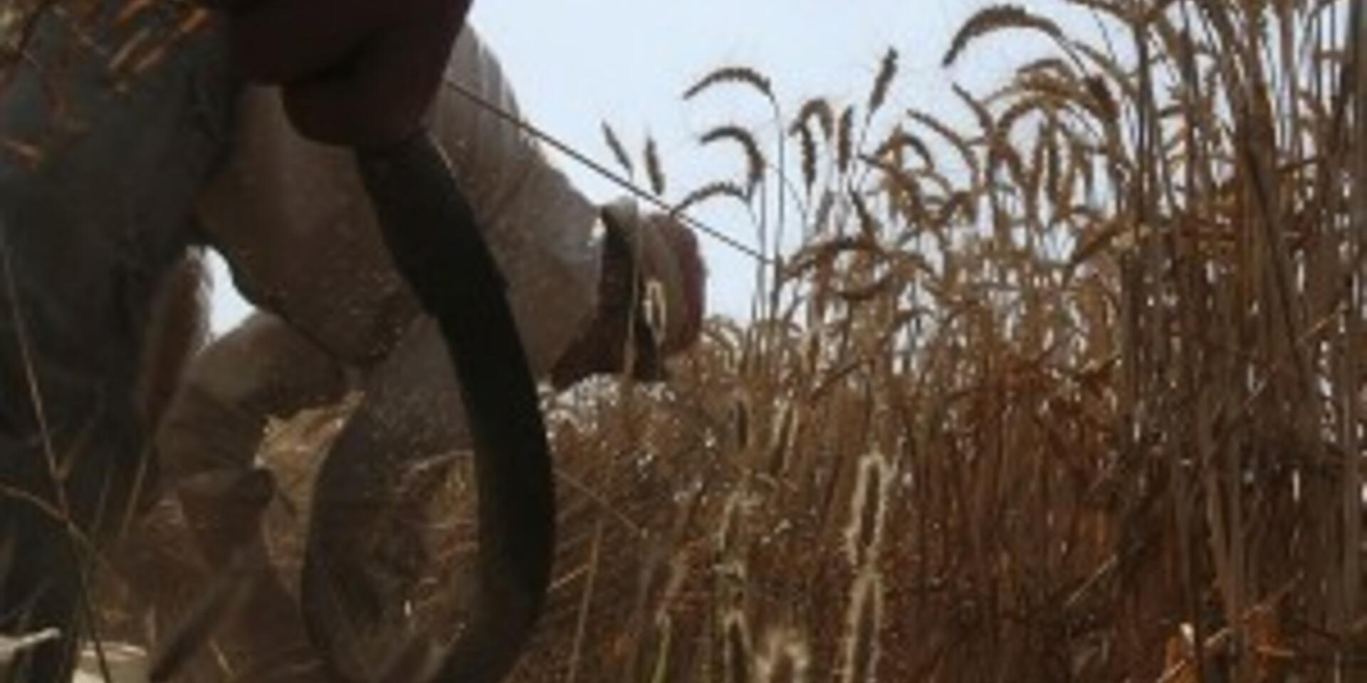 How the middle east can help feed the world