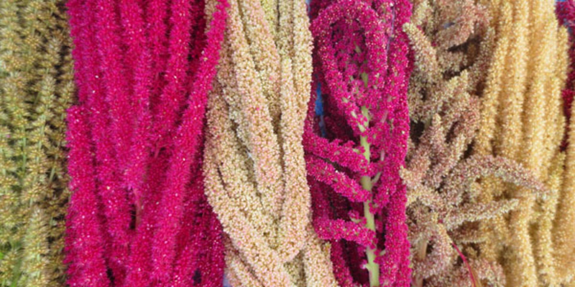 Himalayan foods: healthy and nutritious crop varieties