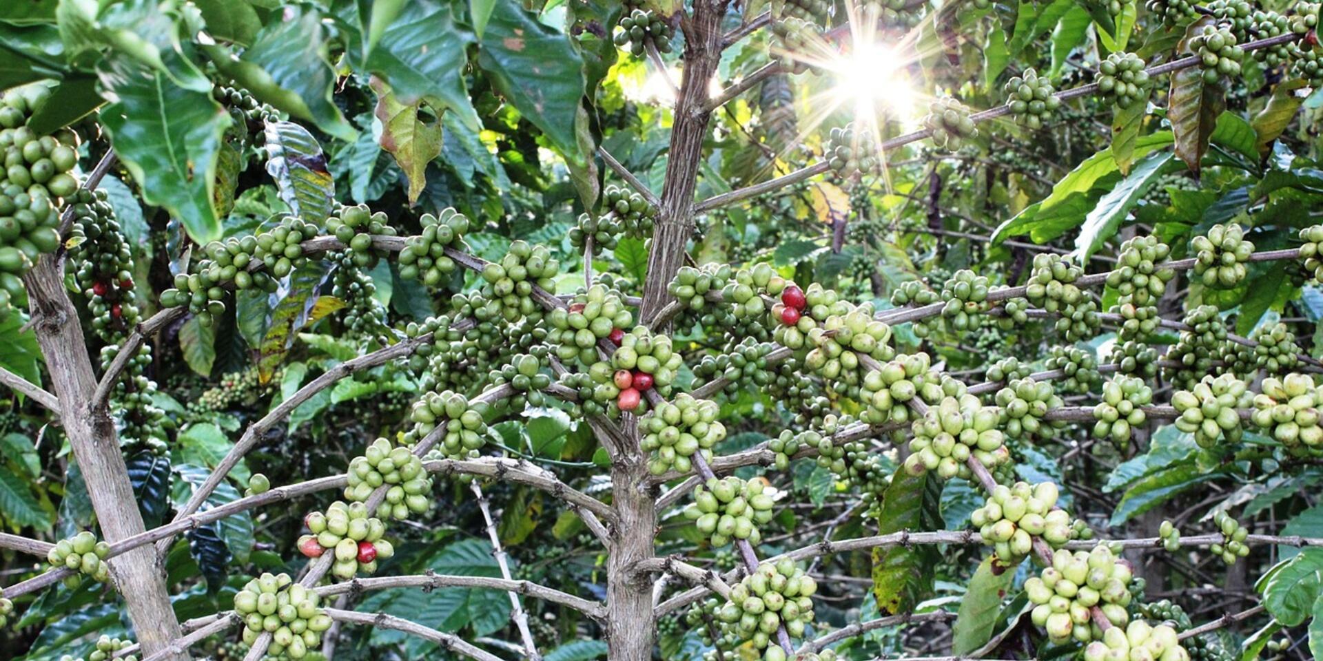 Adopting Regenerative Coffee Agriculture