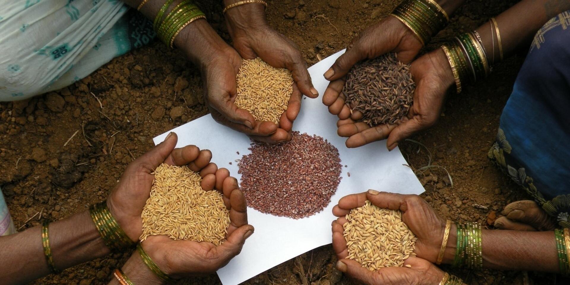 Mainstreaming Agricultural Biodiversity