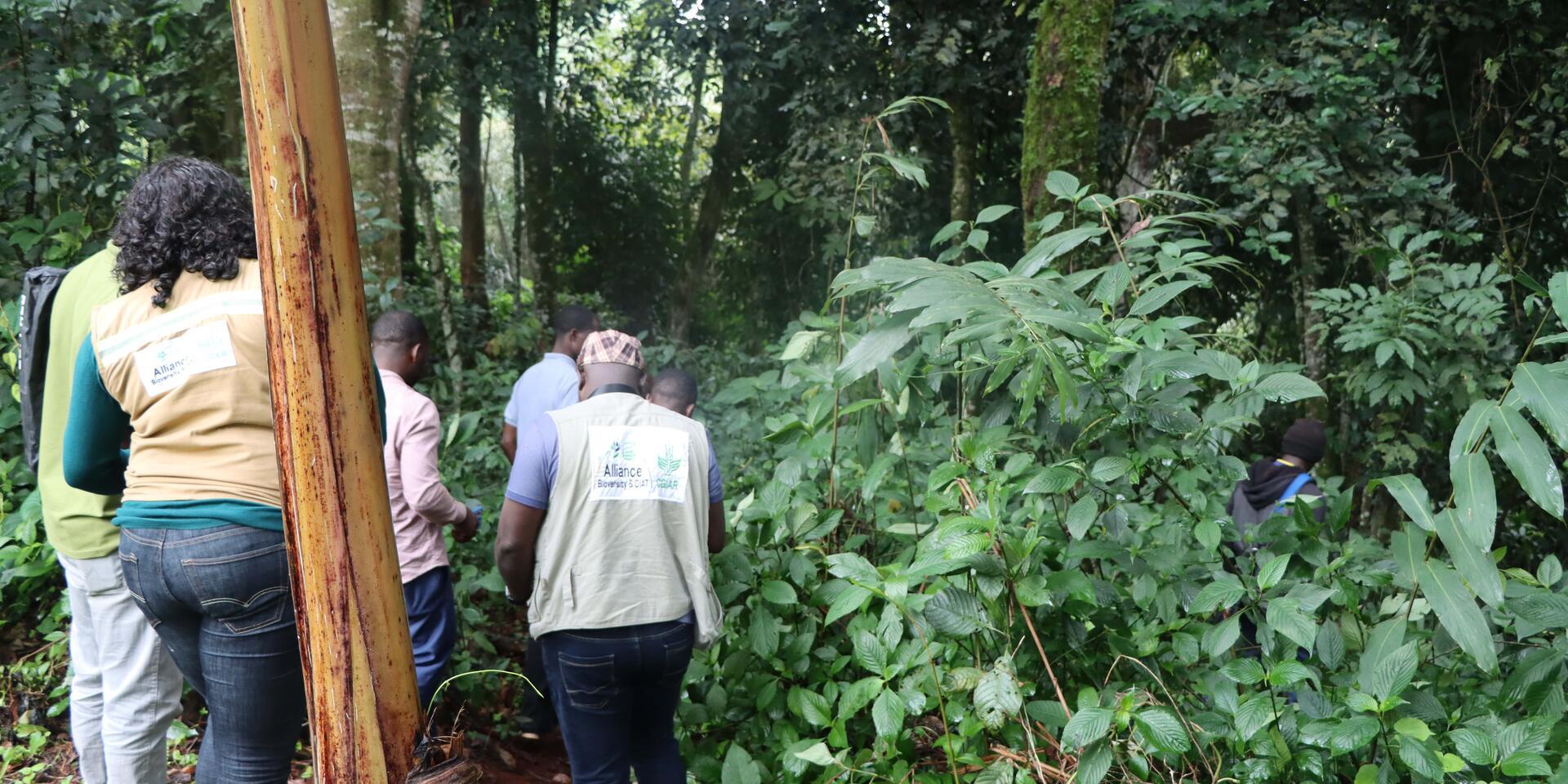 MyFarmTrees in Cameroon: Science, tradition, and forest