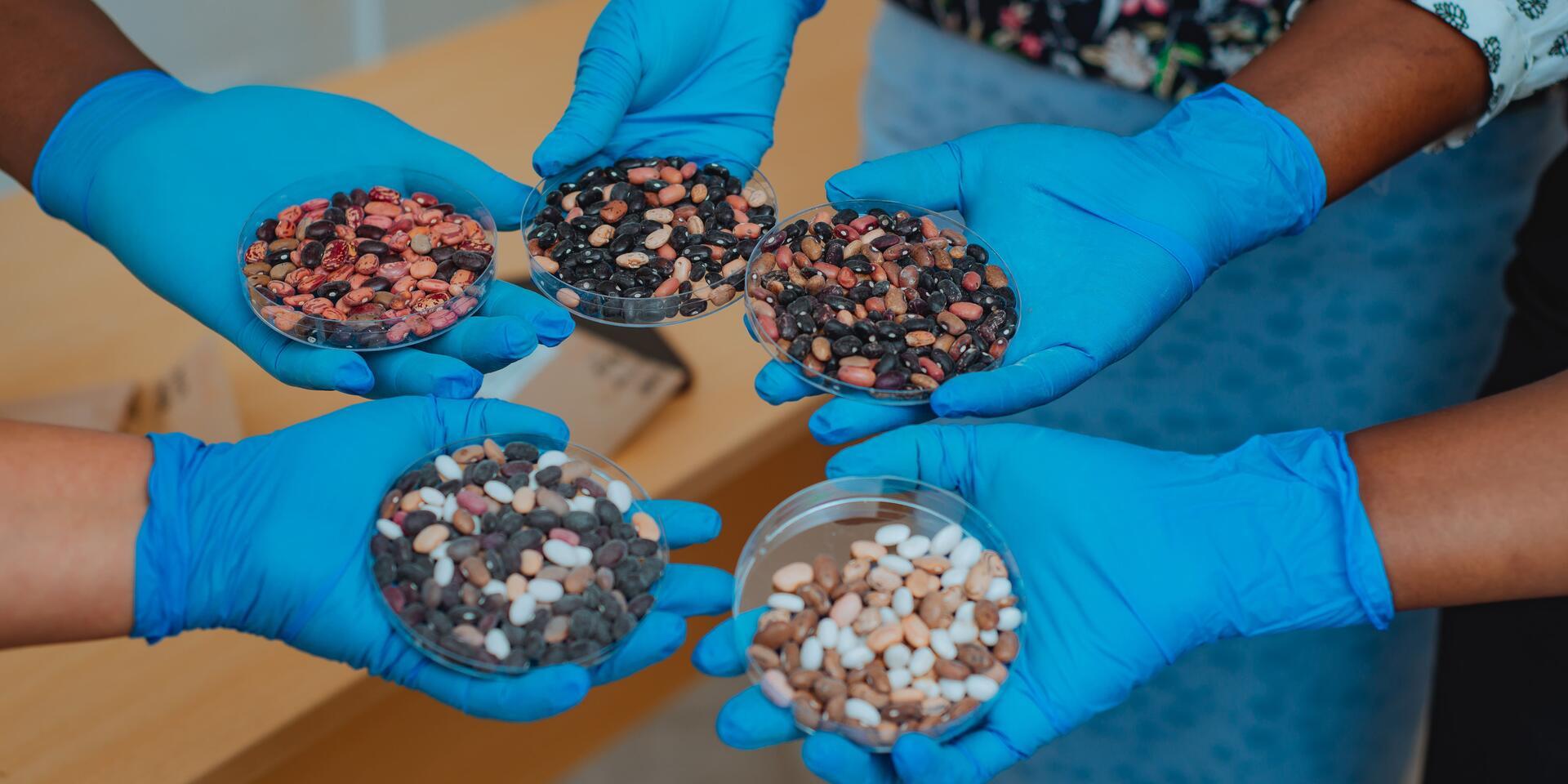 Rapid-Cooking Bean | Alliance Bioversity International - CIAT