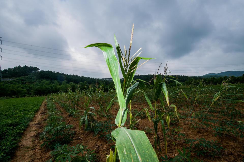 New Logo Information | Alliance Bioversity International - CIAT