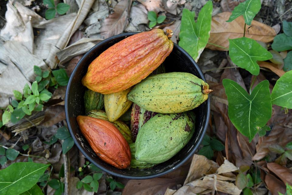 Climate Smart Cocoa Programme: Latin American