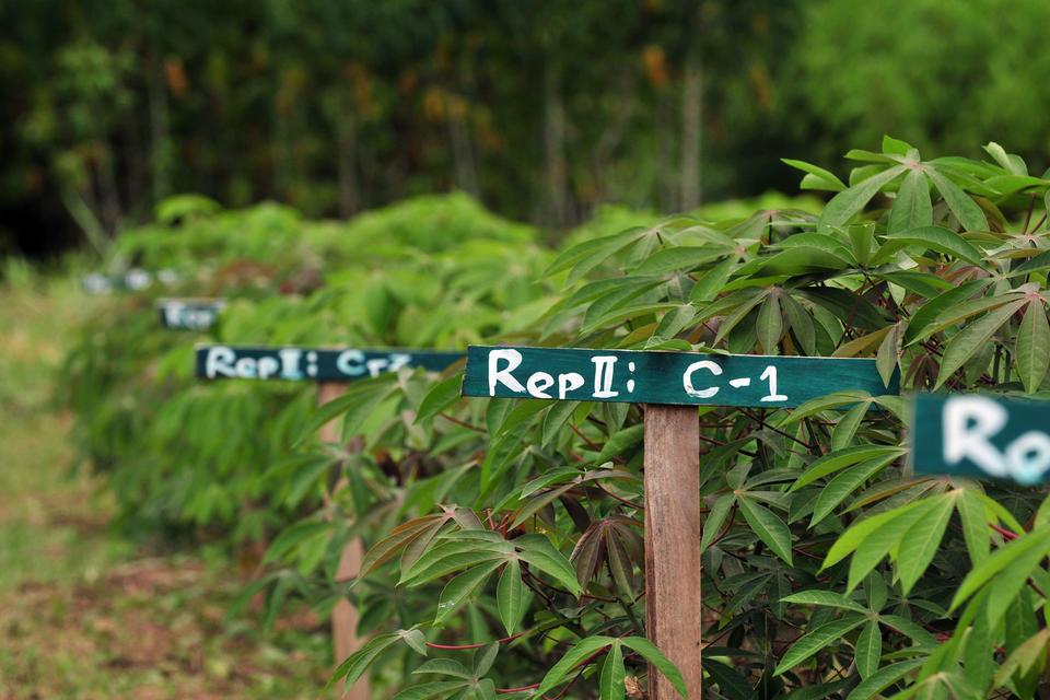 Projects and Flagship Initiatives in Laos