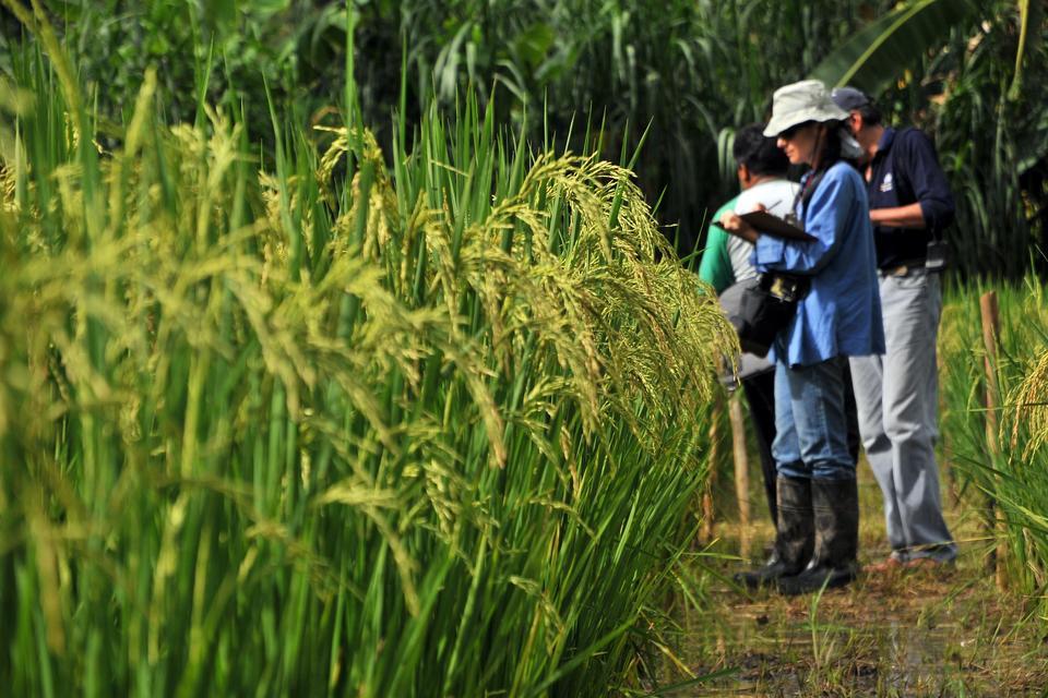 Rice Research History | Alliance Bioversity International - CIAT