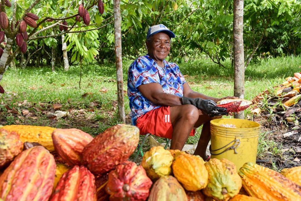 Hablemos del cadmio en el cacao andino