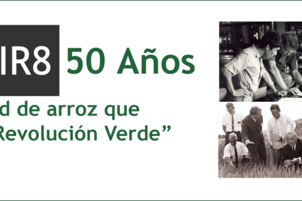 IR8: La variedad de arroz que inició la "Revolución Verde"