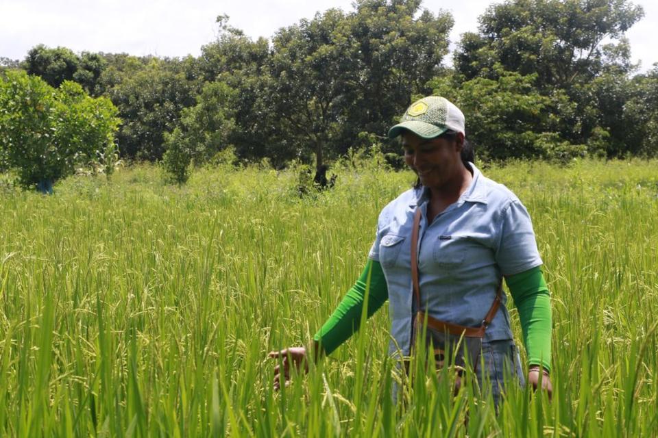 Gender and AWD. A study in progress with rice farmers