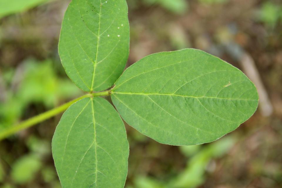 An indicator of the conservation status of useful wild plants ...