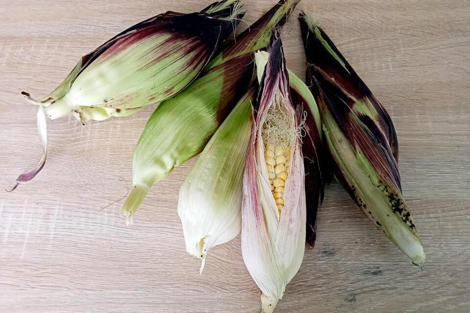 Neglected and underutilized species in research and extension, yet ...