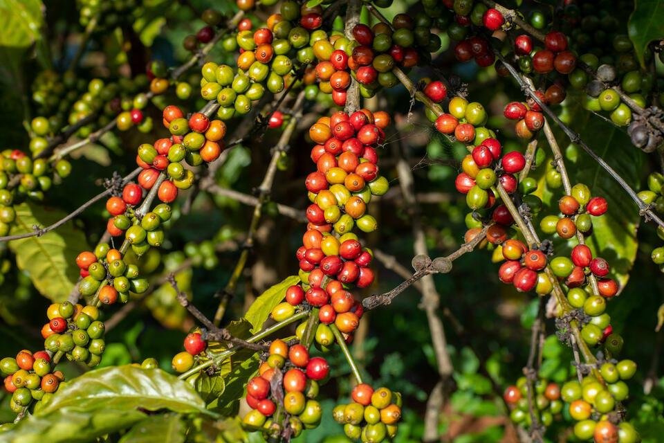 Un nouveau système de cartographie protège le commerce du café et du cacao
