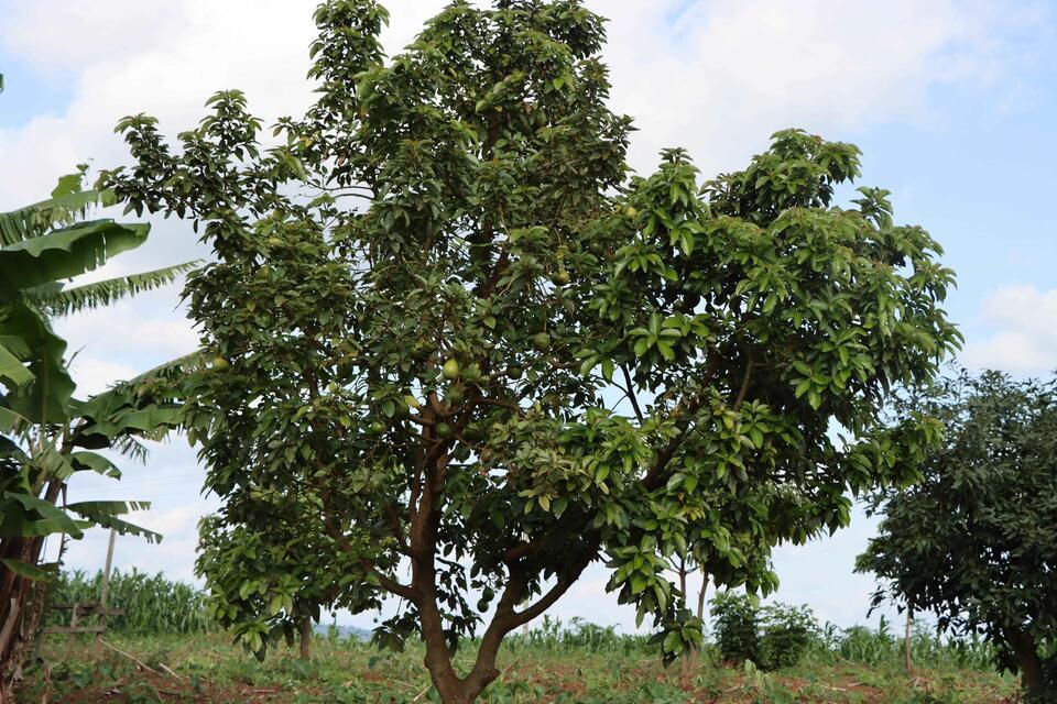 Projects and Flagship Initiatives in Cameroon