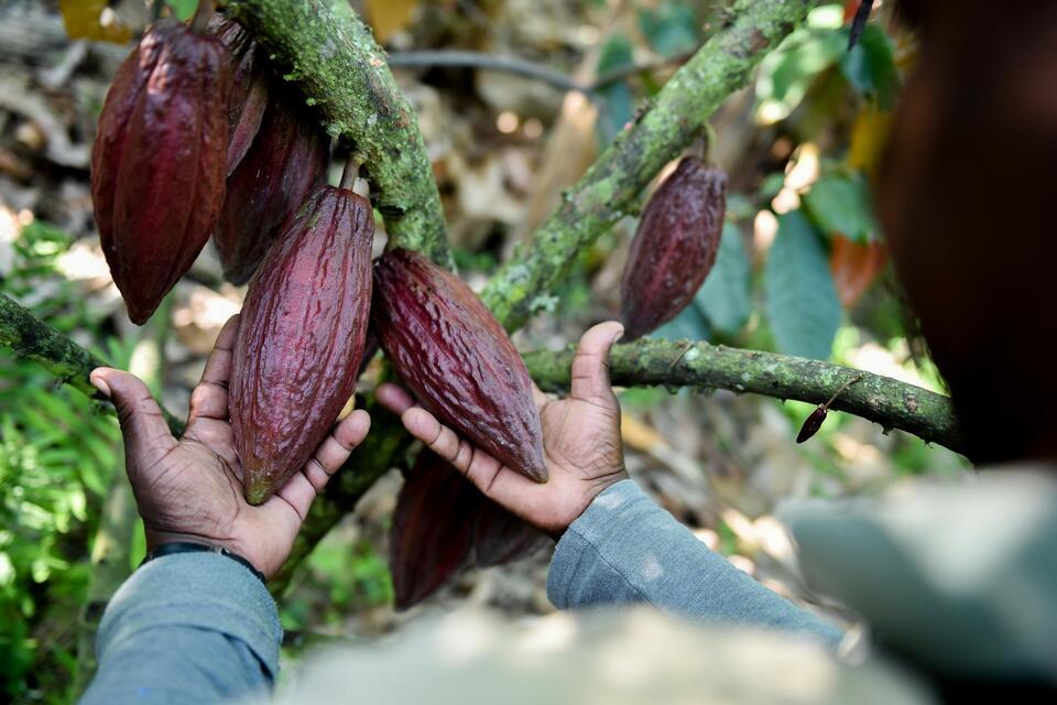 Conducting Studies on Zero Deforestation Cocoa