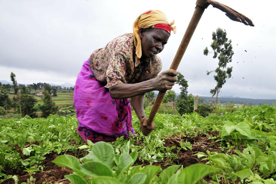 Home page | Alliance Bioversity International - CIAT