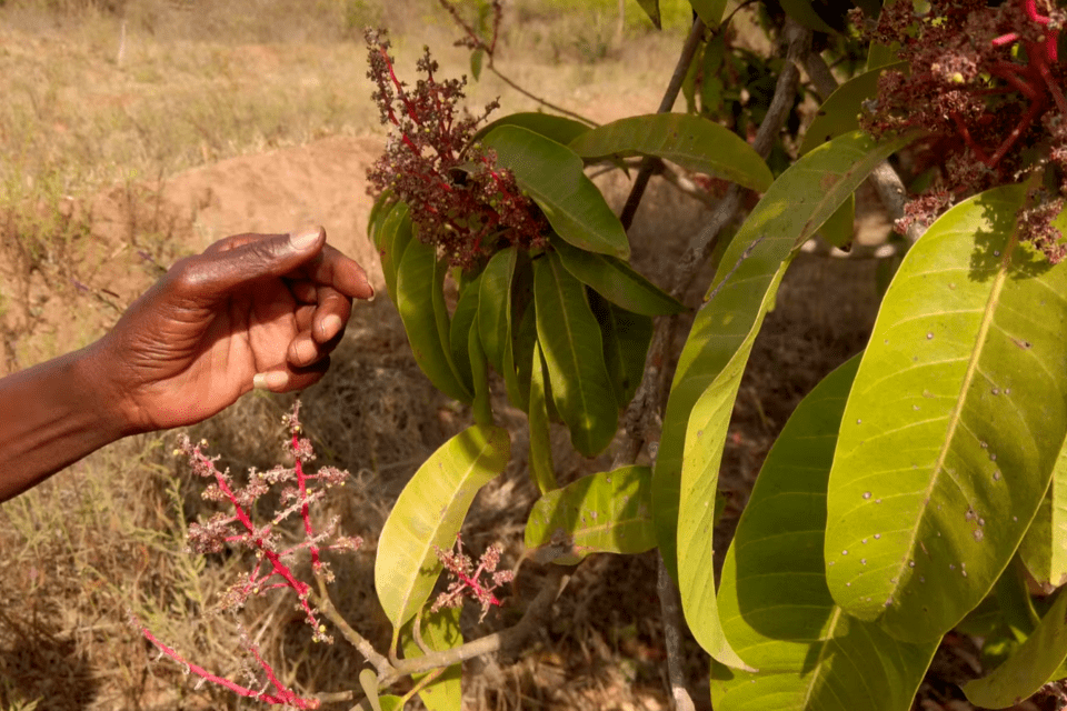 Popular TV show puts climate services into the hands of Kenyan farmers ...
