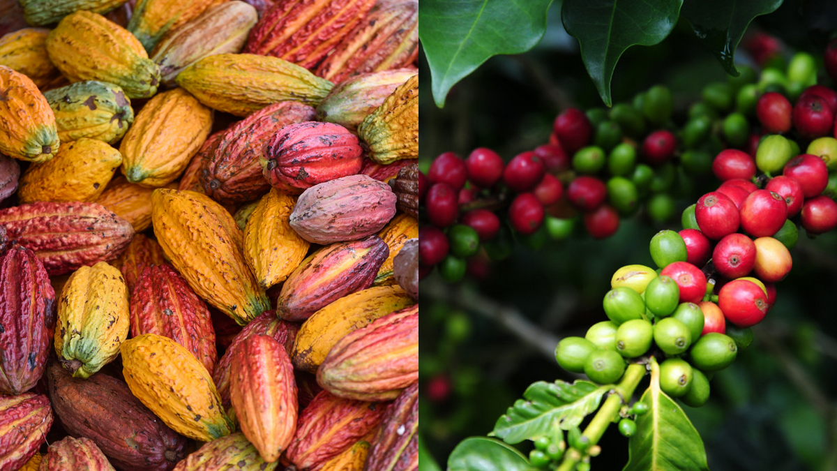 Improving cacao and coffee systems through innovations and partnerships